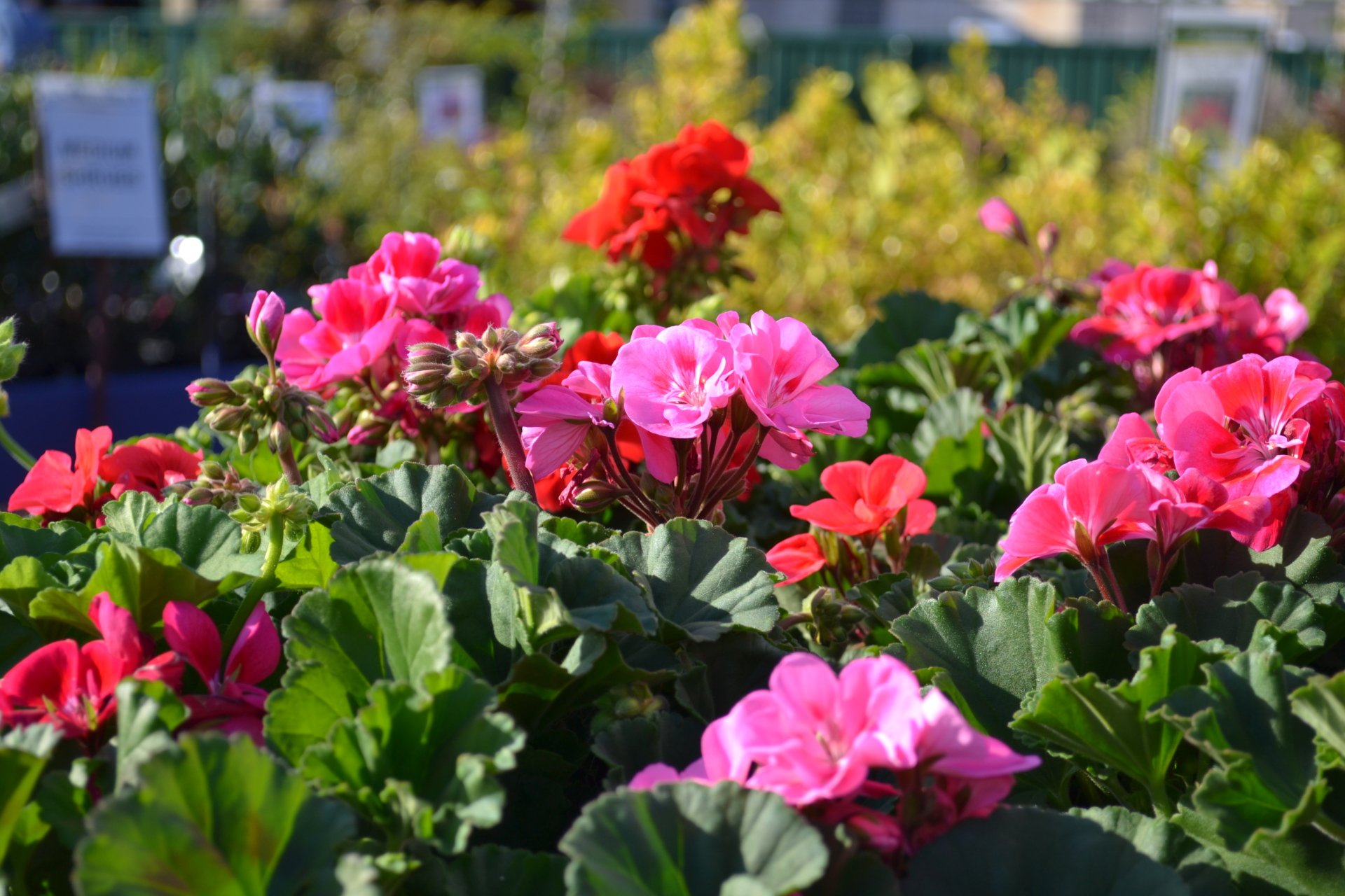 Lee Rowans Gardenworld