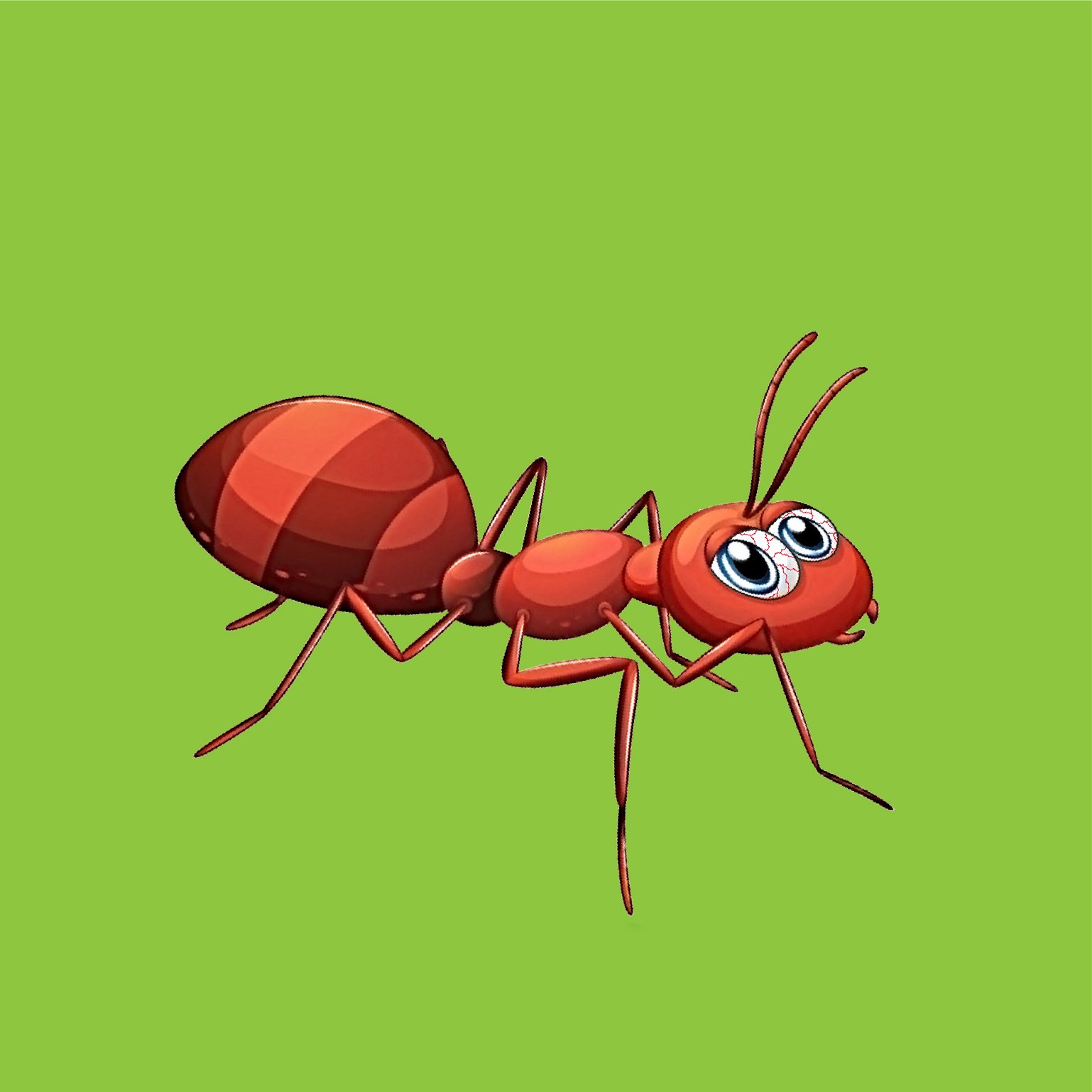 Pest Control | Fairfield & Litchfield Counties Connecticut