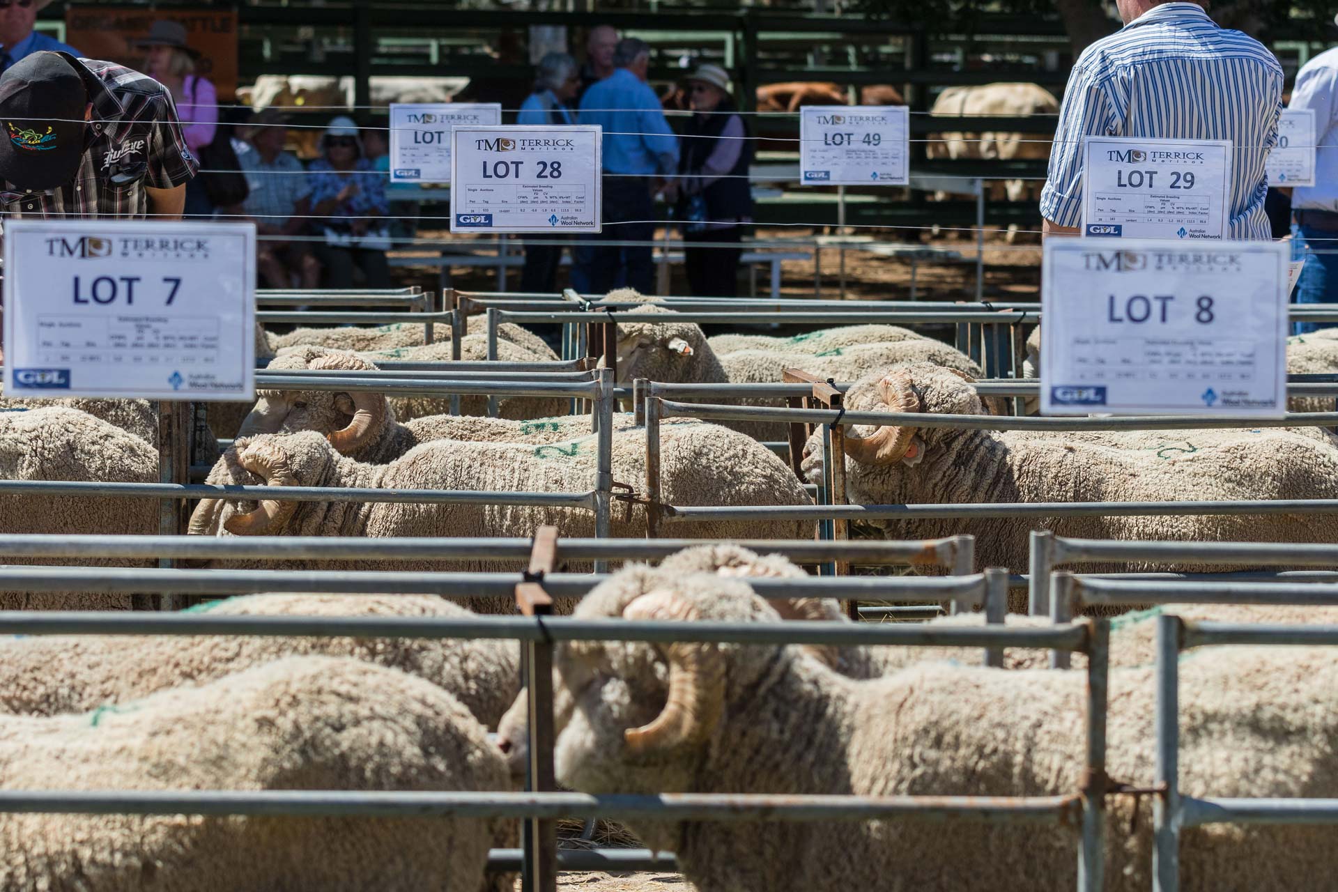 Gallery | Terrick Merinos Stud Sheep