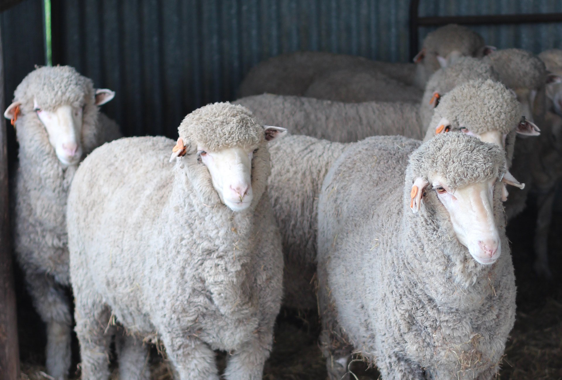 Gallery | Terrick Merinos Stud Sheep