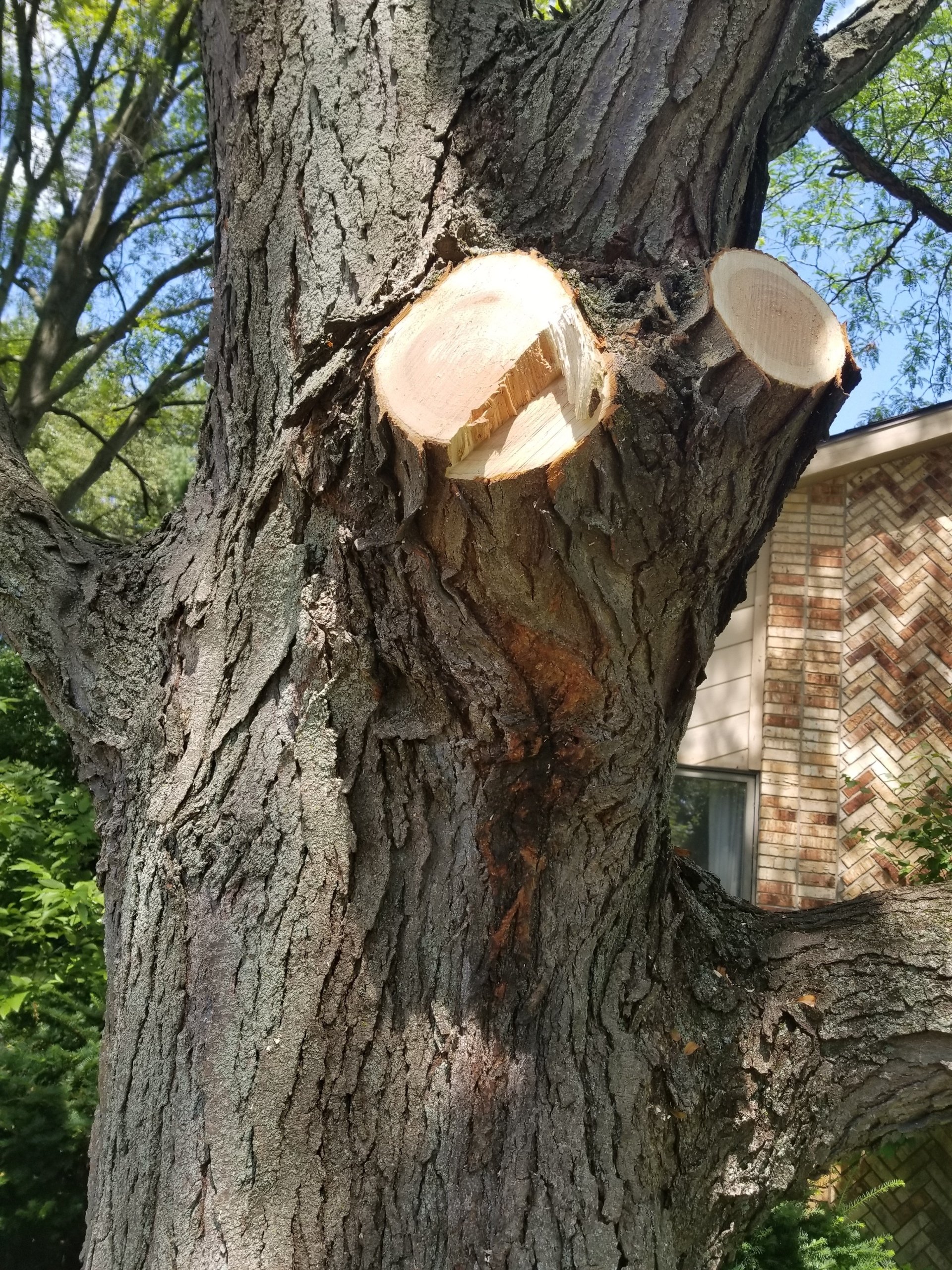 Safe Tree Removal | Niles, MI | American Tree Care