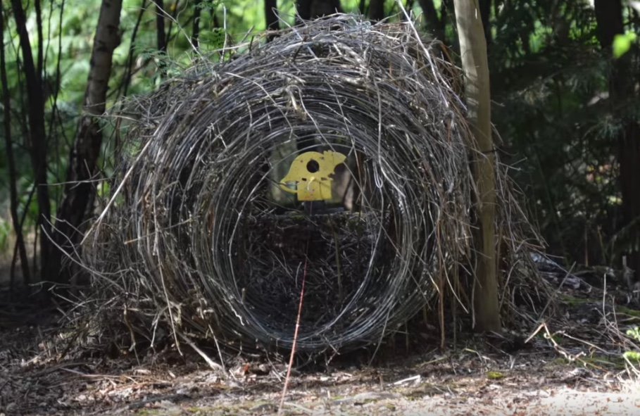 Furnace Mill Air Gun Shooting