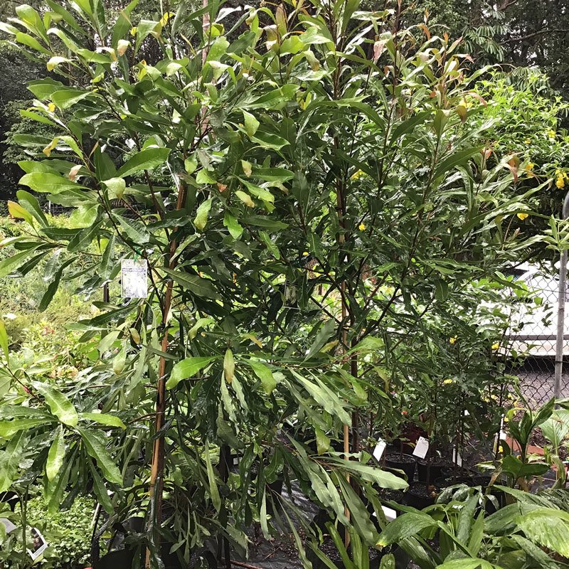 Native Plants in Northern Rivers | Enchanted Wood Nursery