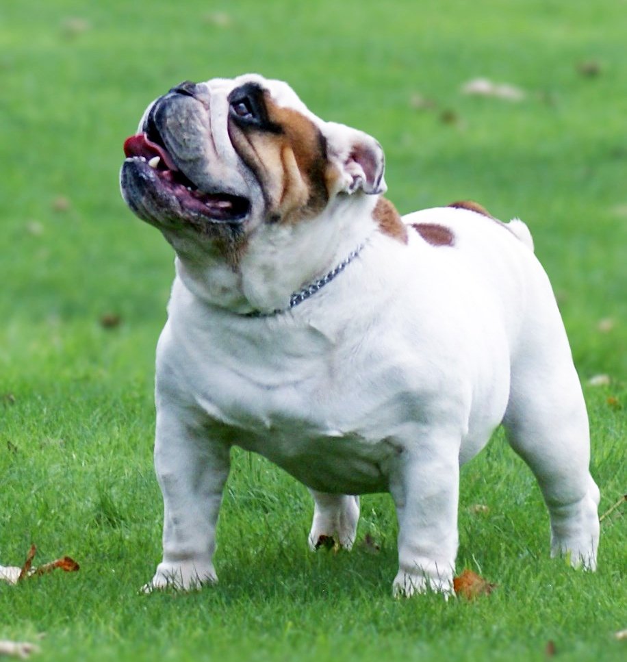 Bulldog Ingles con Pedigree | Criadero bulldog Ingles Zapopan