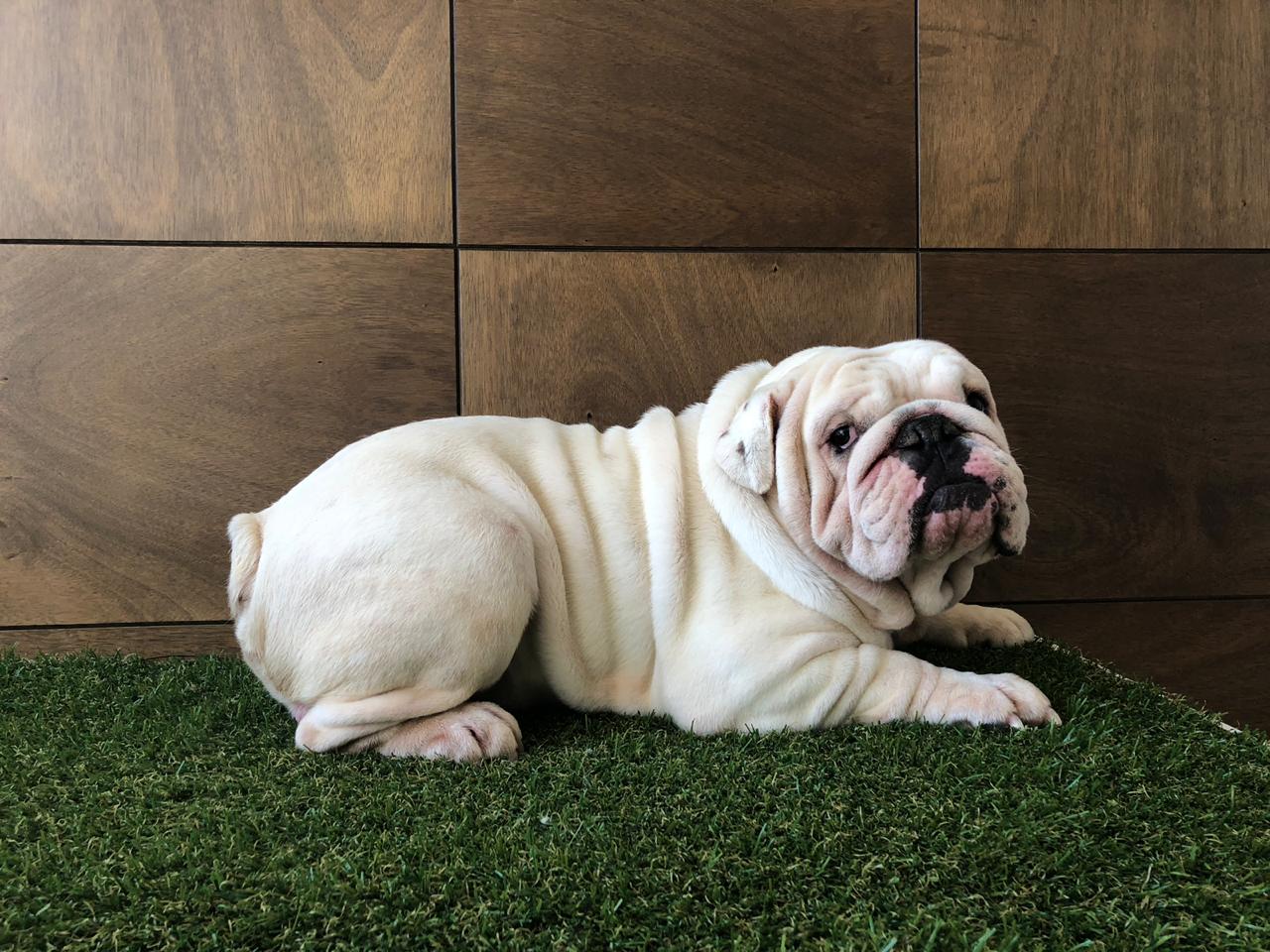 Bulldog Ingles Exotico | Cachorros bulldogs Ingles con Pedigree
