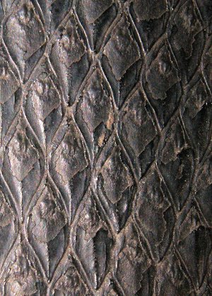 Sheffield Area Geology Trust - Lepidodendron Morphology