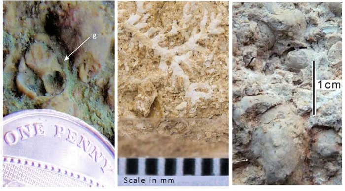 Sheffield Area Geology Trust - Permian