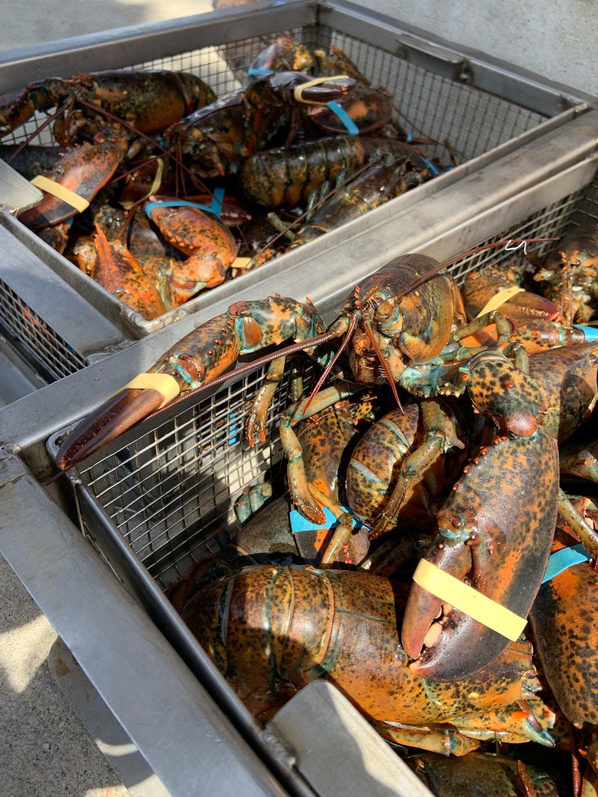 Gallery - Middletown RI - Kempenaar's Clambake Club