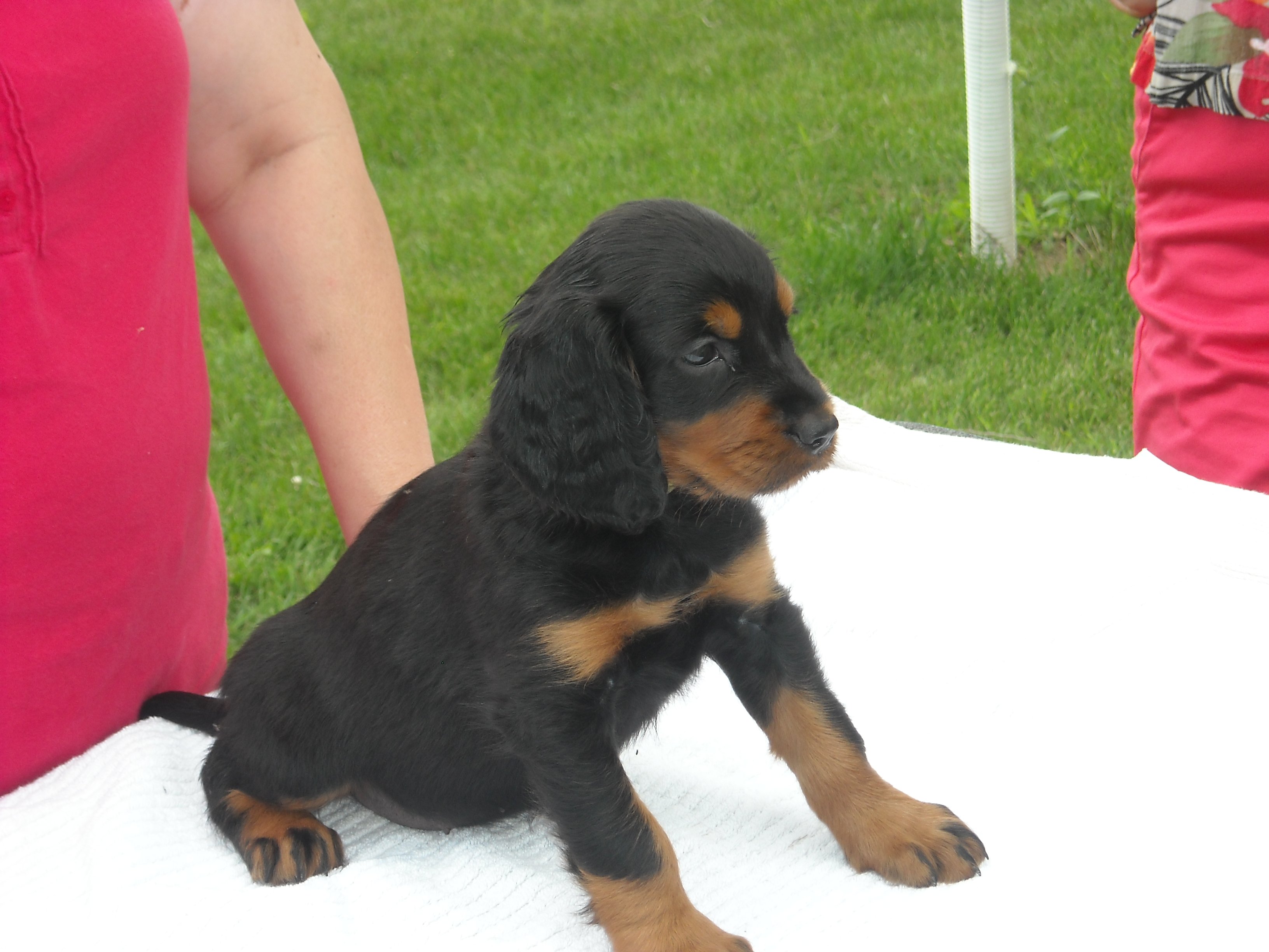 Lyric Gordon Setters Litters