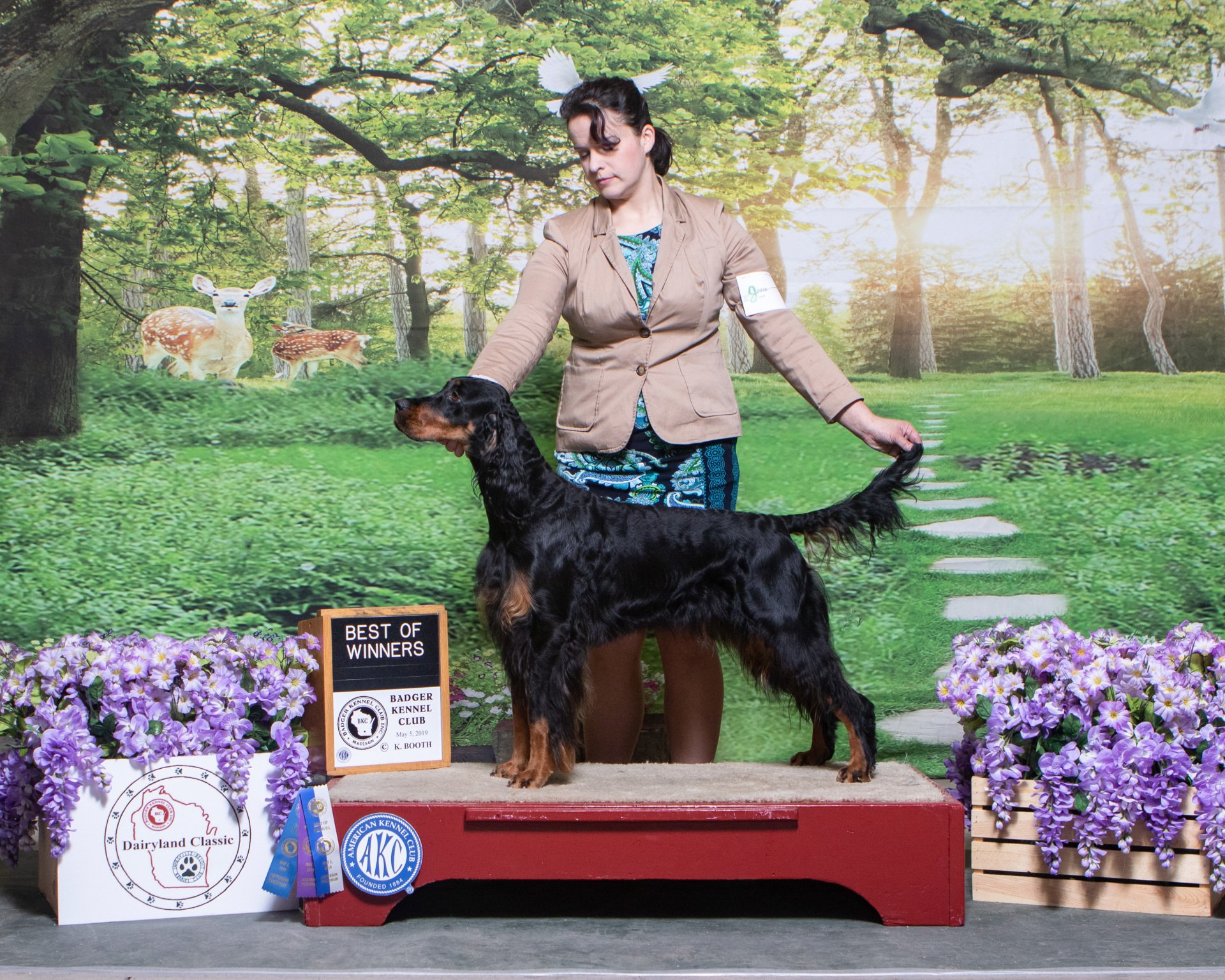 Lyric Gordon Setters Litters