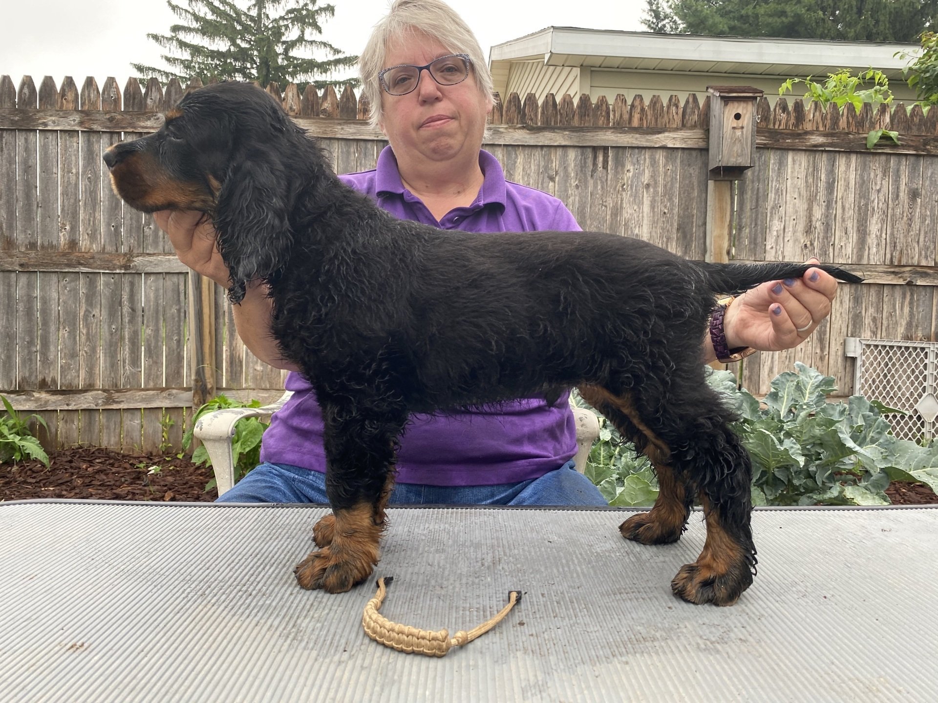 Lyric Gordon Setters Litters | Columbus, WI 53925