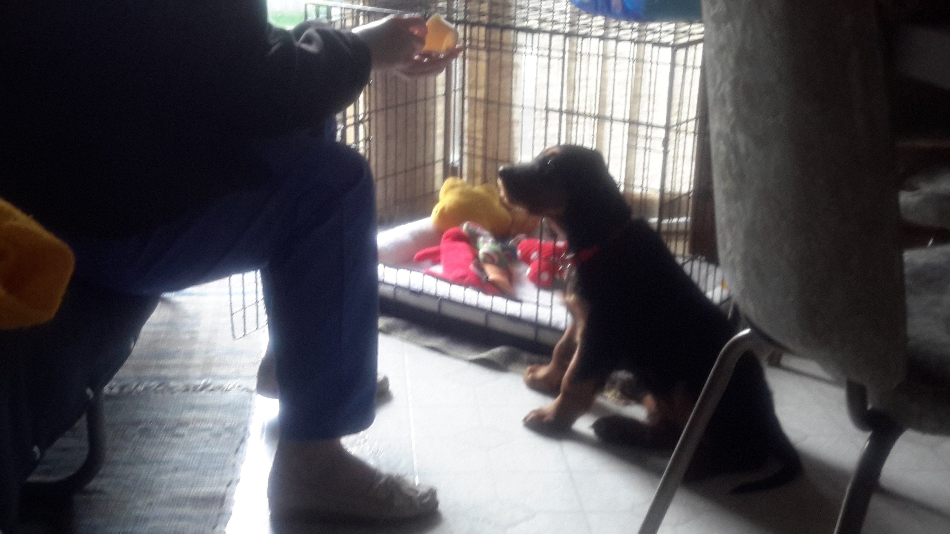 Lyric Gordon Setters | Columbus, WI 53925 920-350-1212