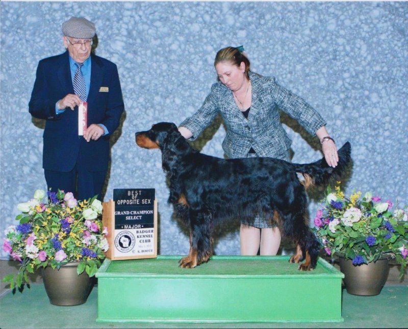 Lyric Gordon Setters Litters