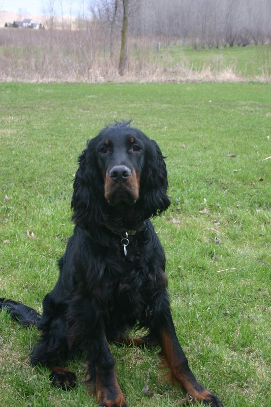 Lyric Gordon Setters Litters | Columbus, WI 53925