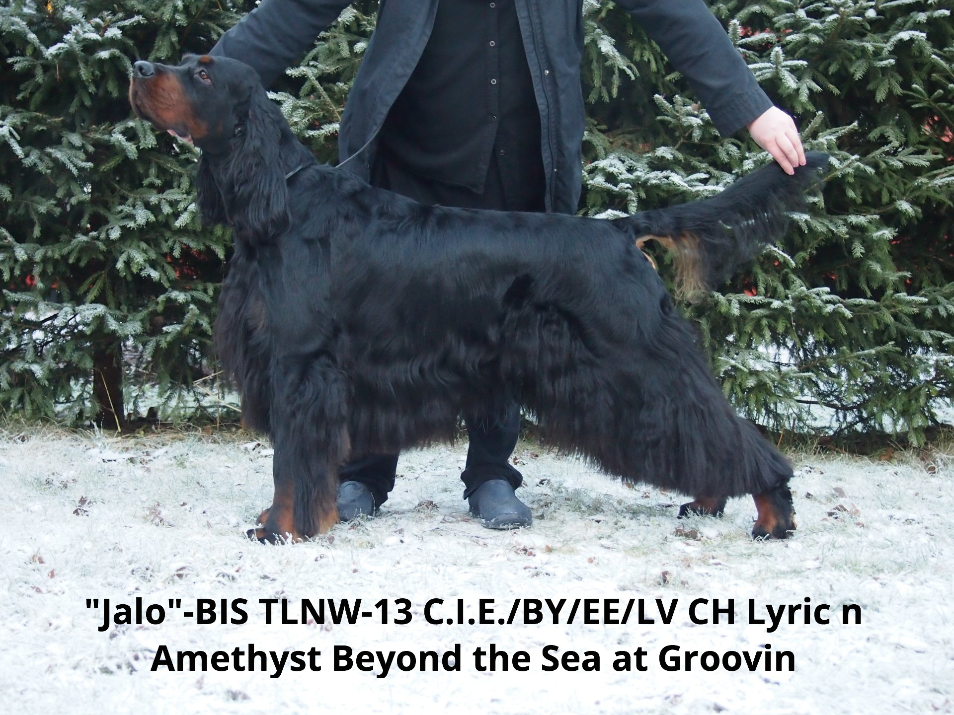 Lyric Gordon Setters | Columbus, WI 53925 920-210-9660