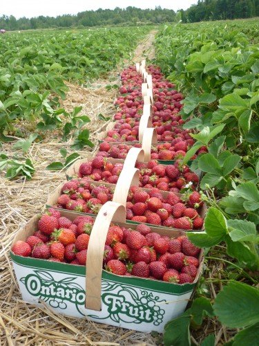 Strawberry Packaging