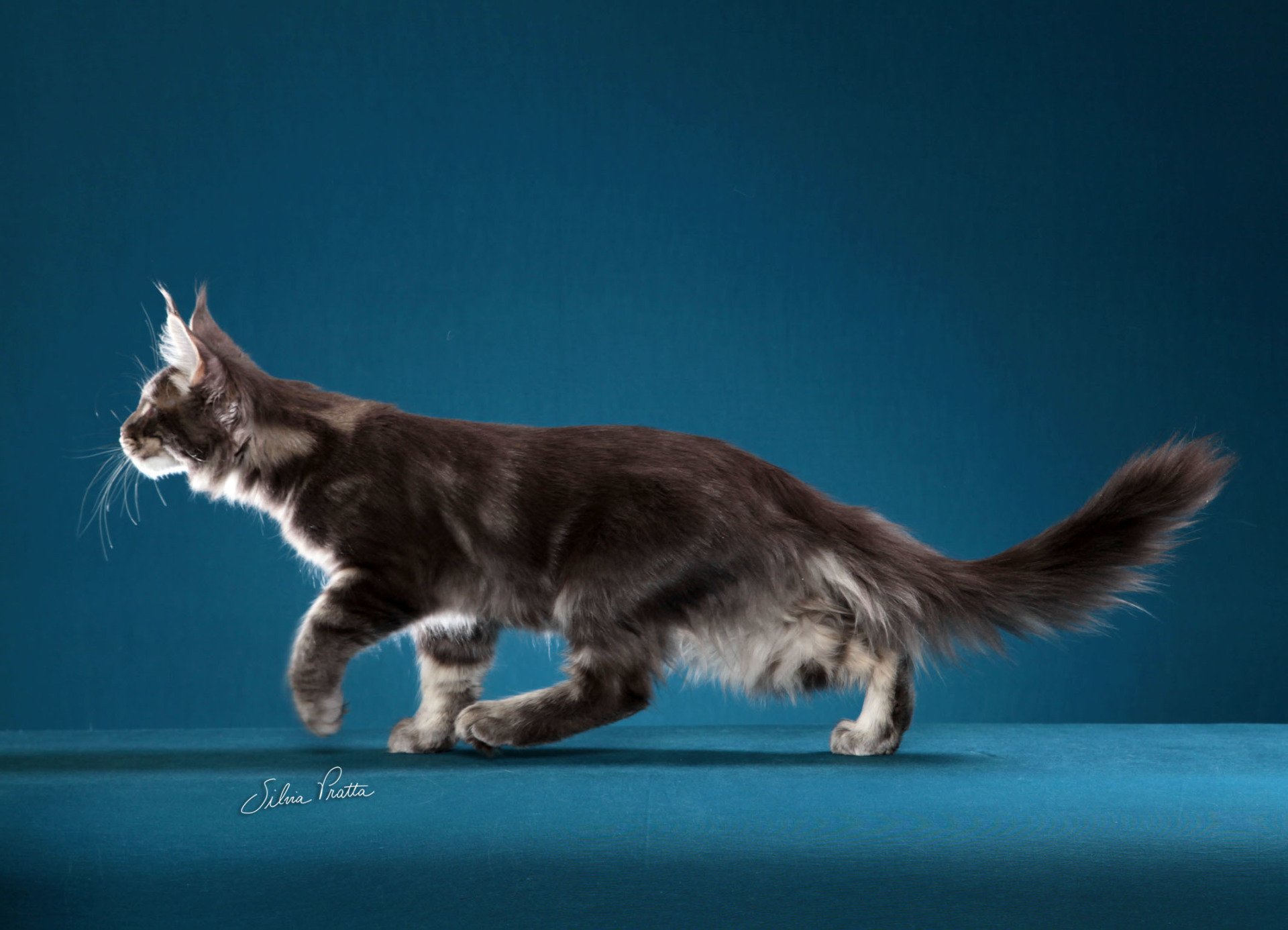 Filhotes Maine Coon em SP - Gatil Monte Olimpo