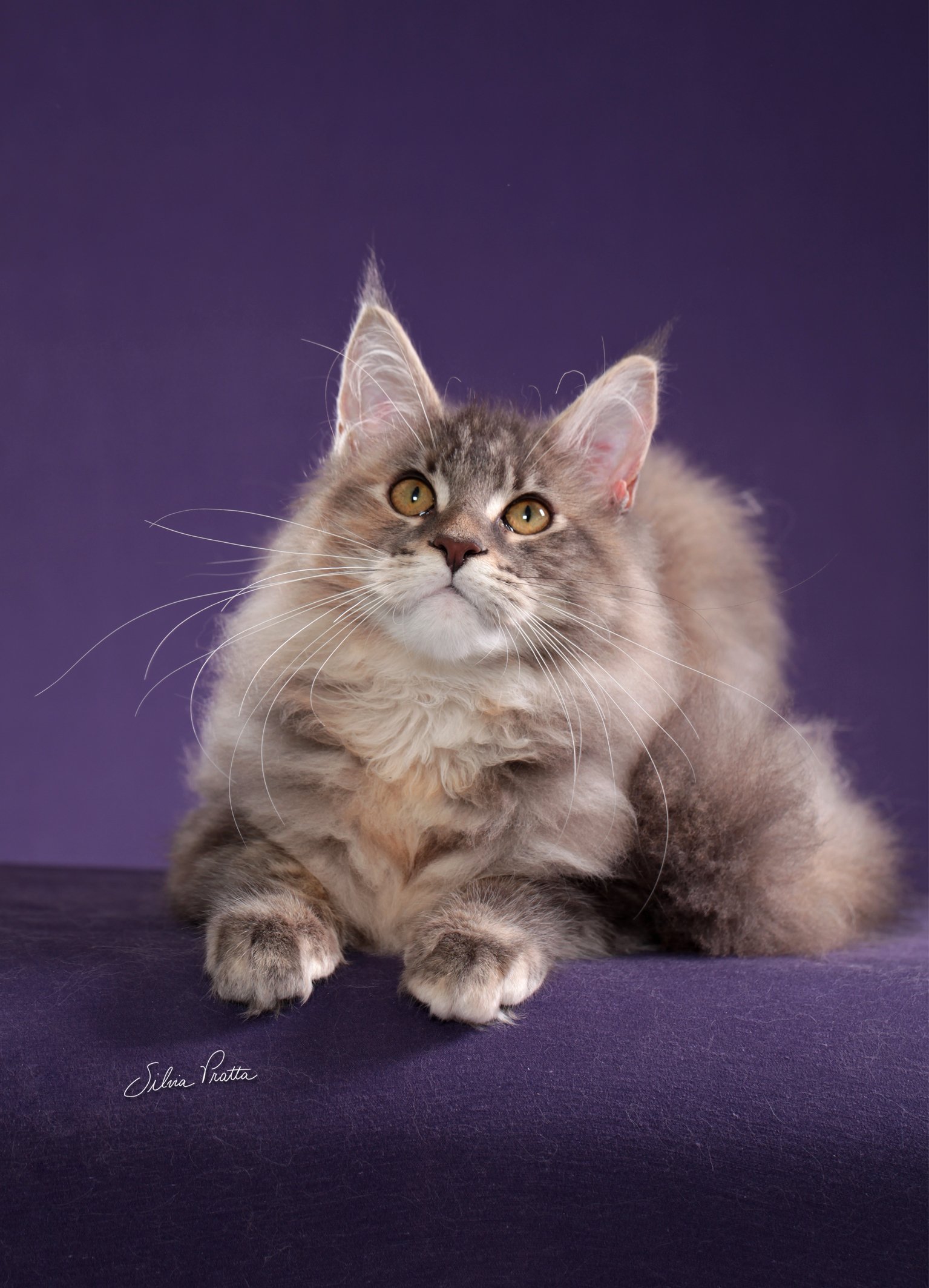 Filhotes Maine Coon em SP - Gatil Monte Olimpo