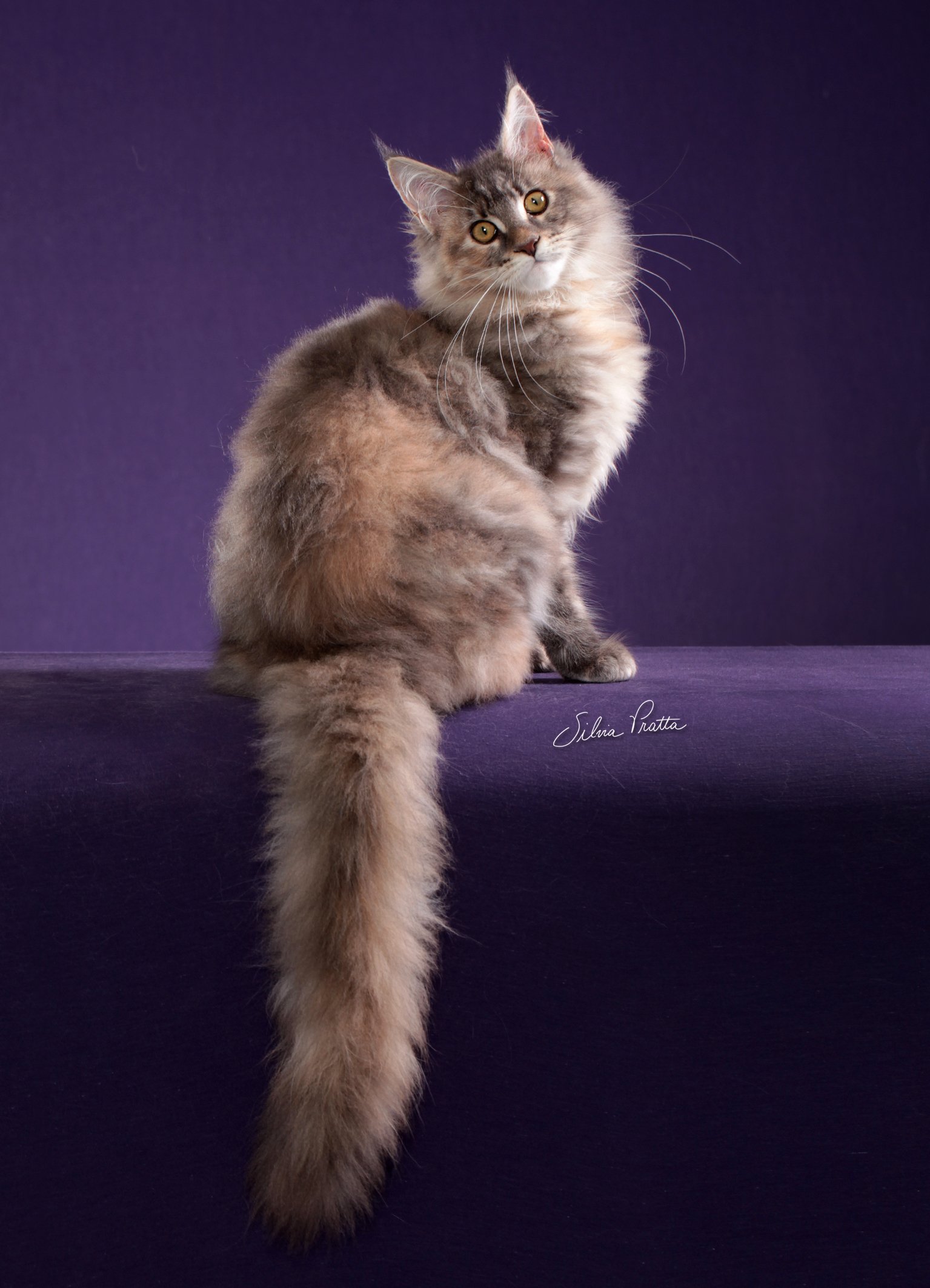 Filhotes Maine Coon em SP - Gatil Monte Olimpo