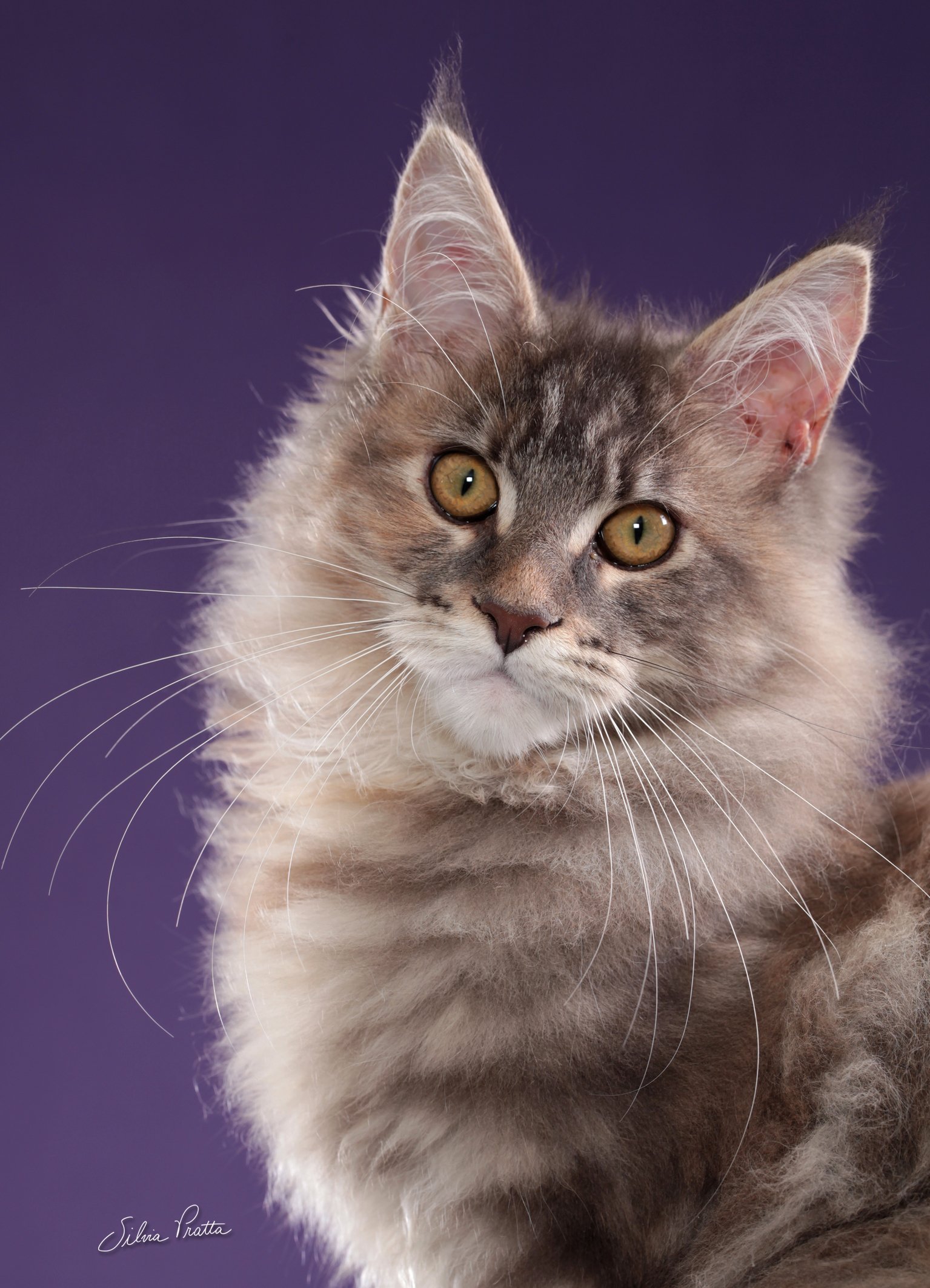 Filhotes Maine Coon em SP - Gatil Monte Olimpo