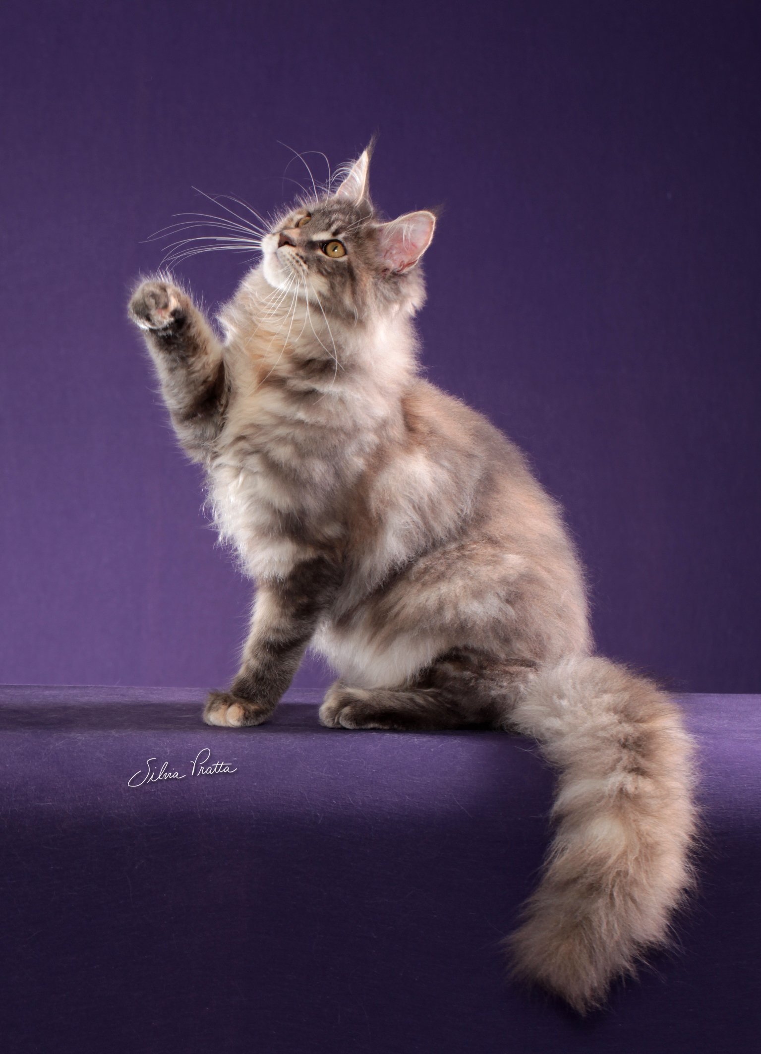 Filhotes Maine Coon em SP - Gatil Monte Olimpo