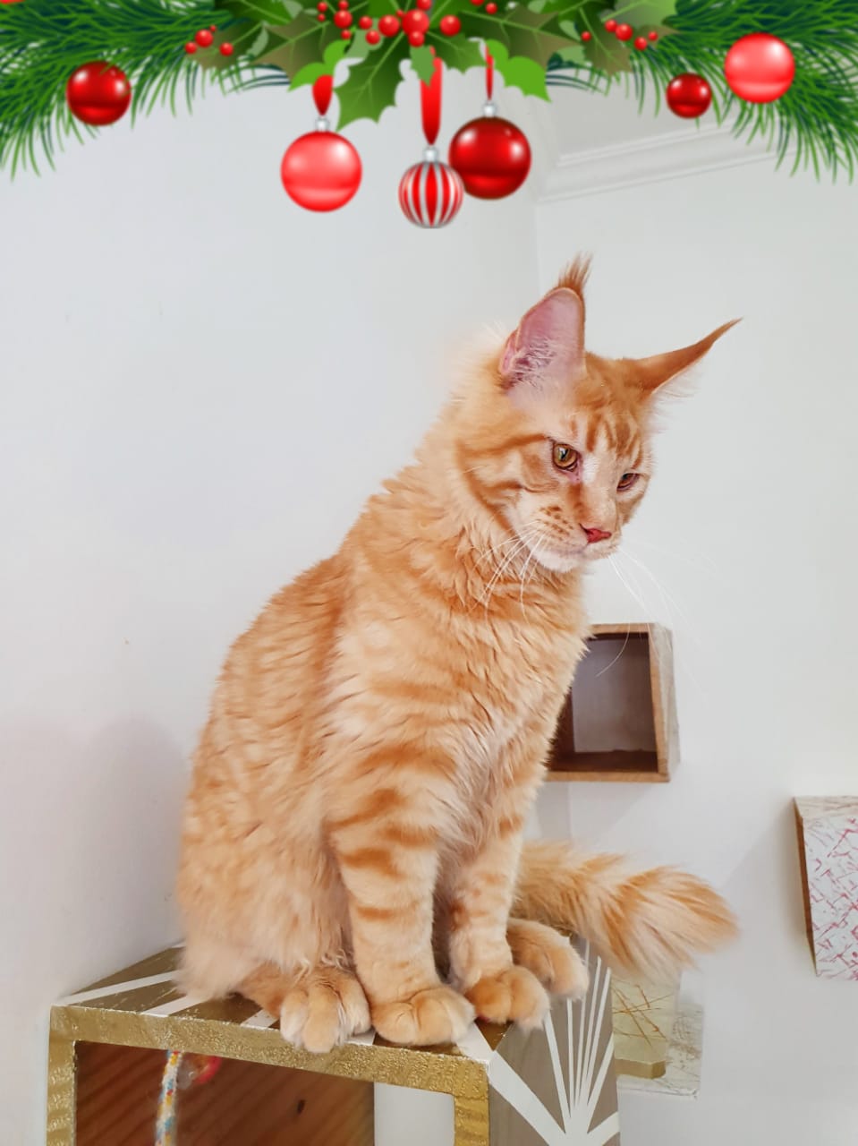 Filhotes Maine Coon em SP - Gatil Monte Olimpo