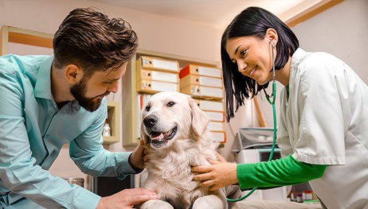 Animal Hospital | Burke, VA | Parkway Veterinary Clinic