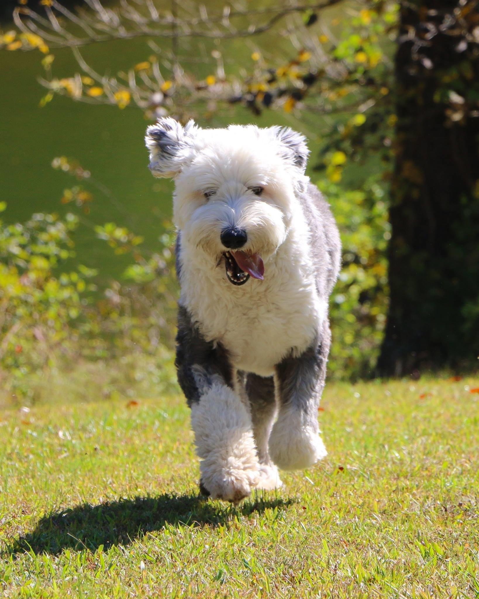 Red River Old English Sheepdog Rescue