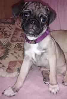 Pug Dog Colors | Complete Pug Color Guide