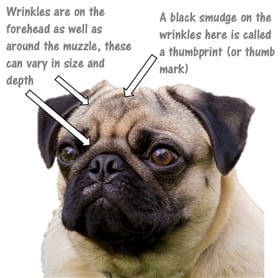 Pug Wrinkles | Infection | Cleaning | Pug Dog Information Center