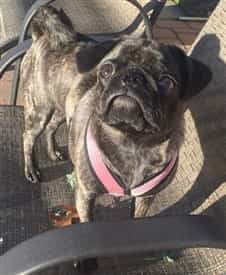 Pug Dog Colors | Complete Pug Color Guide