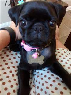 Pug Pictures | The Cutest Pug Photo Gallery