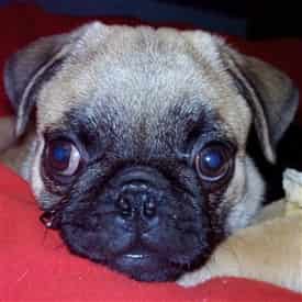 Pug Wrinkles | Infection | Cleaning | Pug Dog Information Center