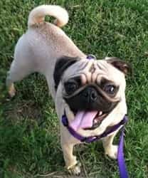 Pug Dog Colors | Complete Pug Color Guide