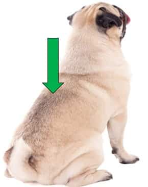 Pug Dog Colors | Complete Pug Color Guide