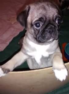 Pug Dog Colors | Complete Pug Color Guide