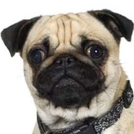 Pug Dog Ears | Care, Cleaning and Problems