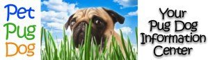 Pug Age | Growth Chart | Puppy and Adult