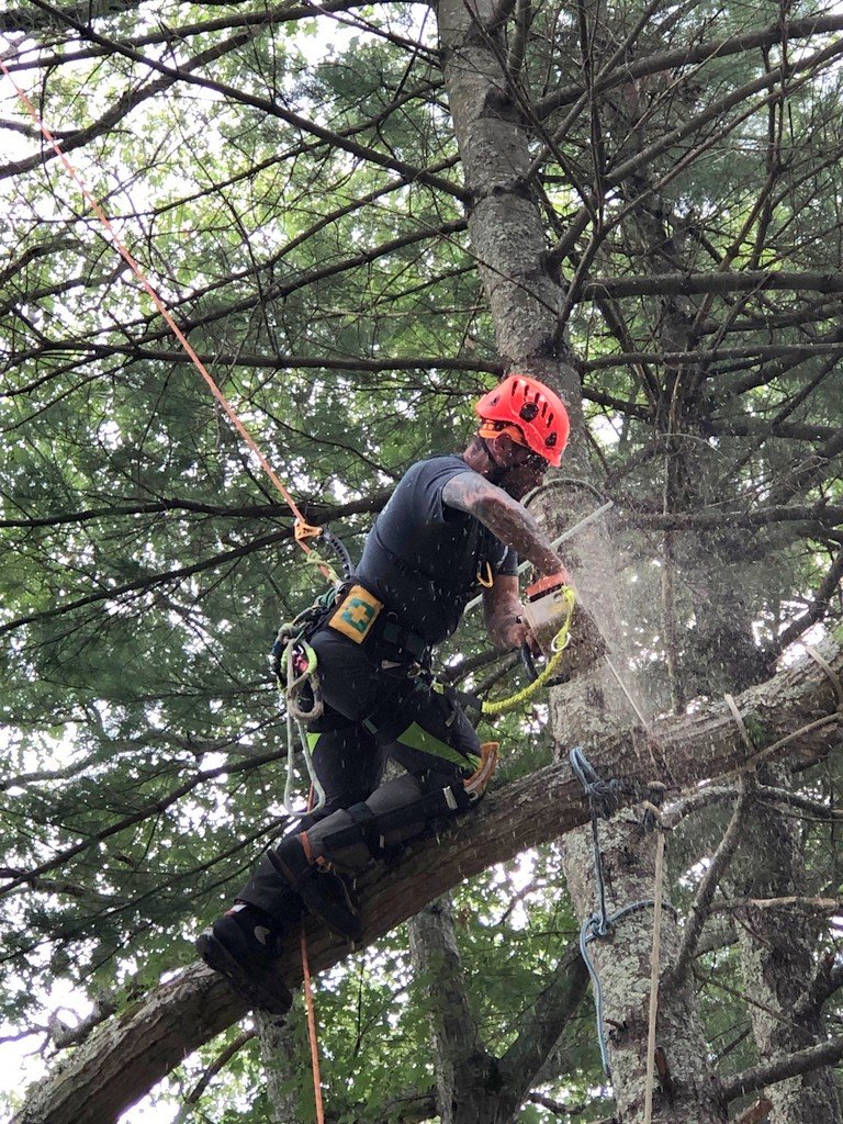 ArborMaster In-House, Hands-On Safety, Skill & Productivity Training