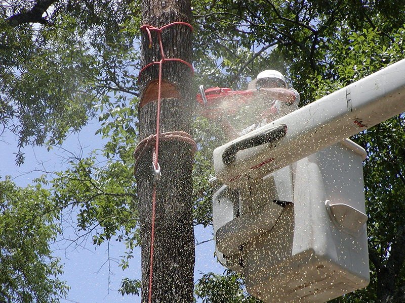 ArborMaster In-House, Hands-On Safety, Skill & Productivity Training