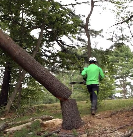 The Arborists Five-Step Tree Felling Plan!