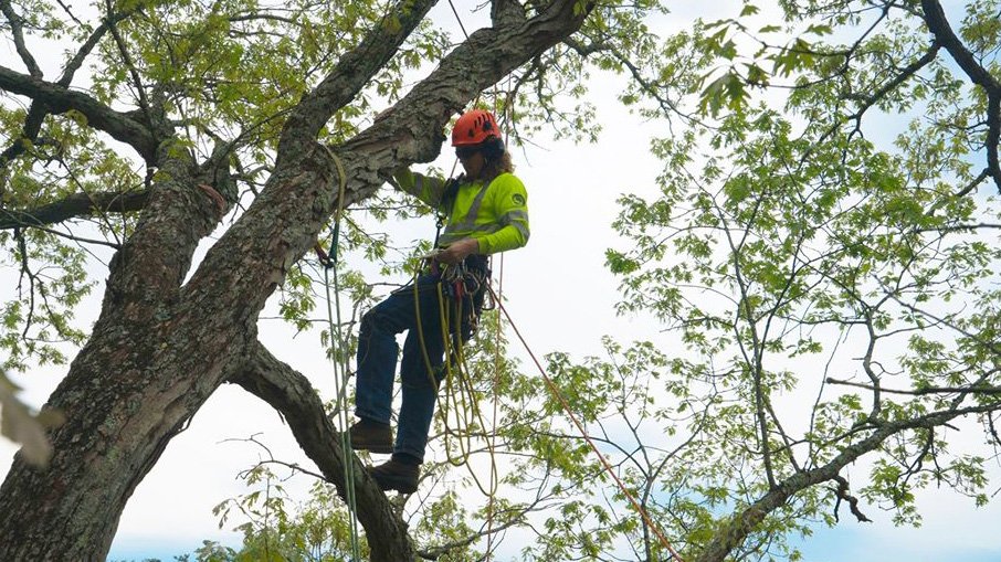 ArborMaster In-House, Hands-On Safety, Skill & Productivity Training
