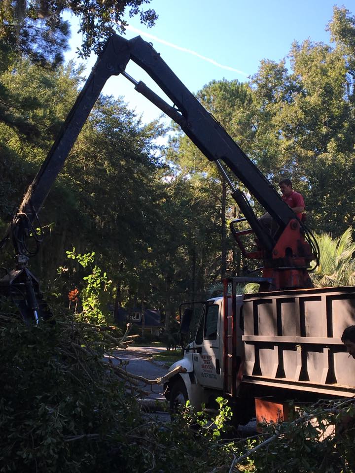 Stump Removal | Savannah, GA | Waters Tree Service
