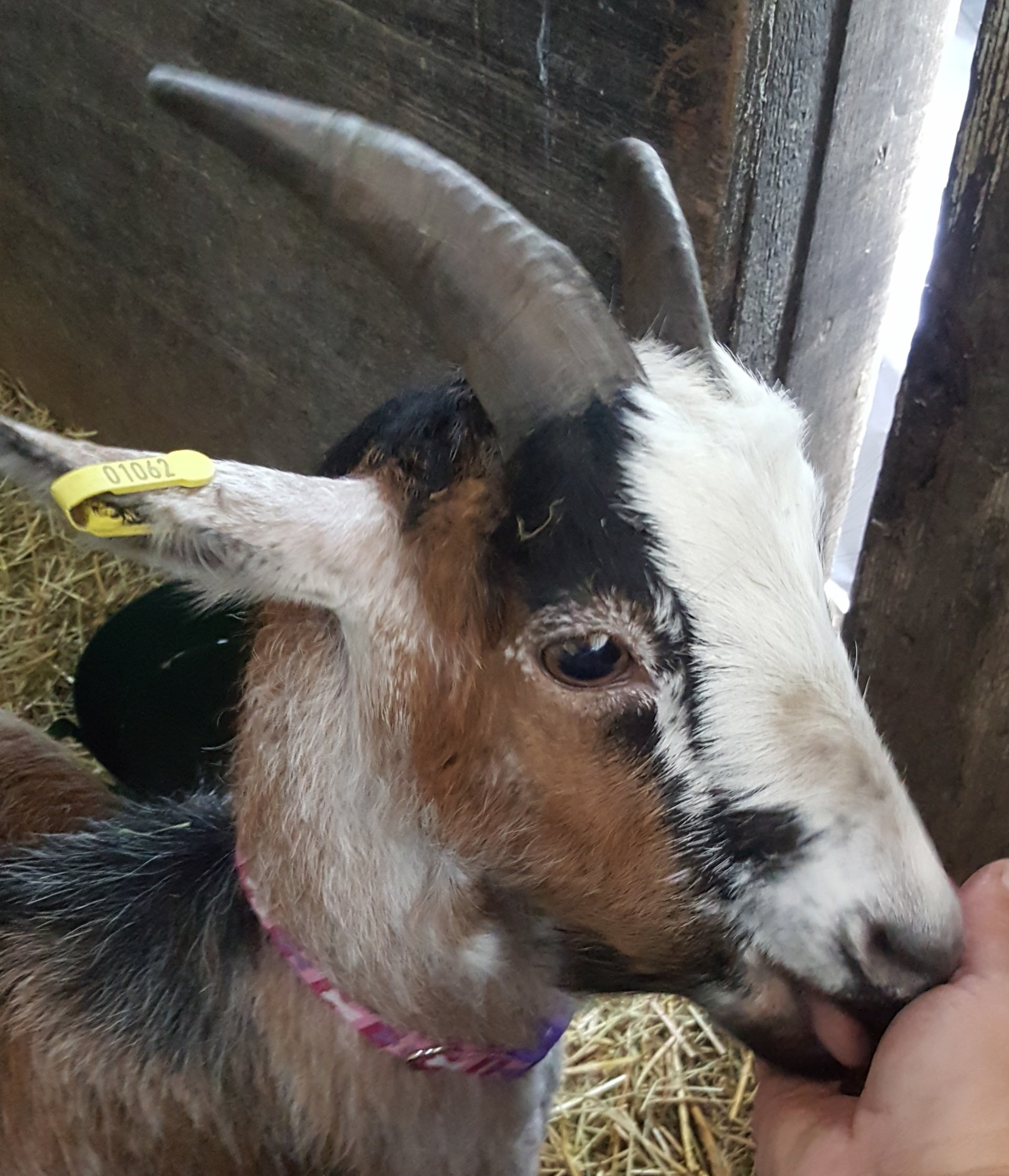 British Dwarf Dairy Goat Society