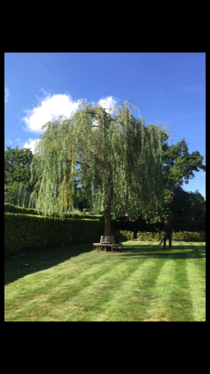 Tree surgeons | Kendal Tree Surgery Ltd