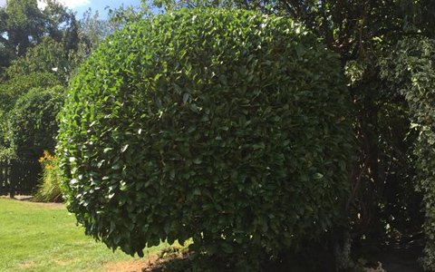 Local authority approved tree surgeons | Kendal Tree Surgery Ltd