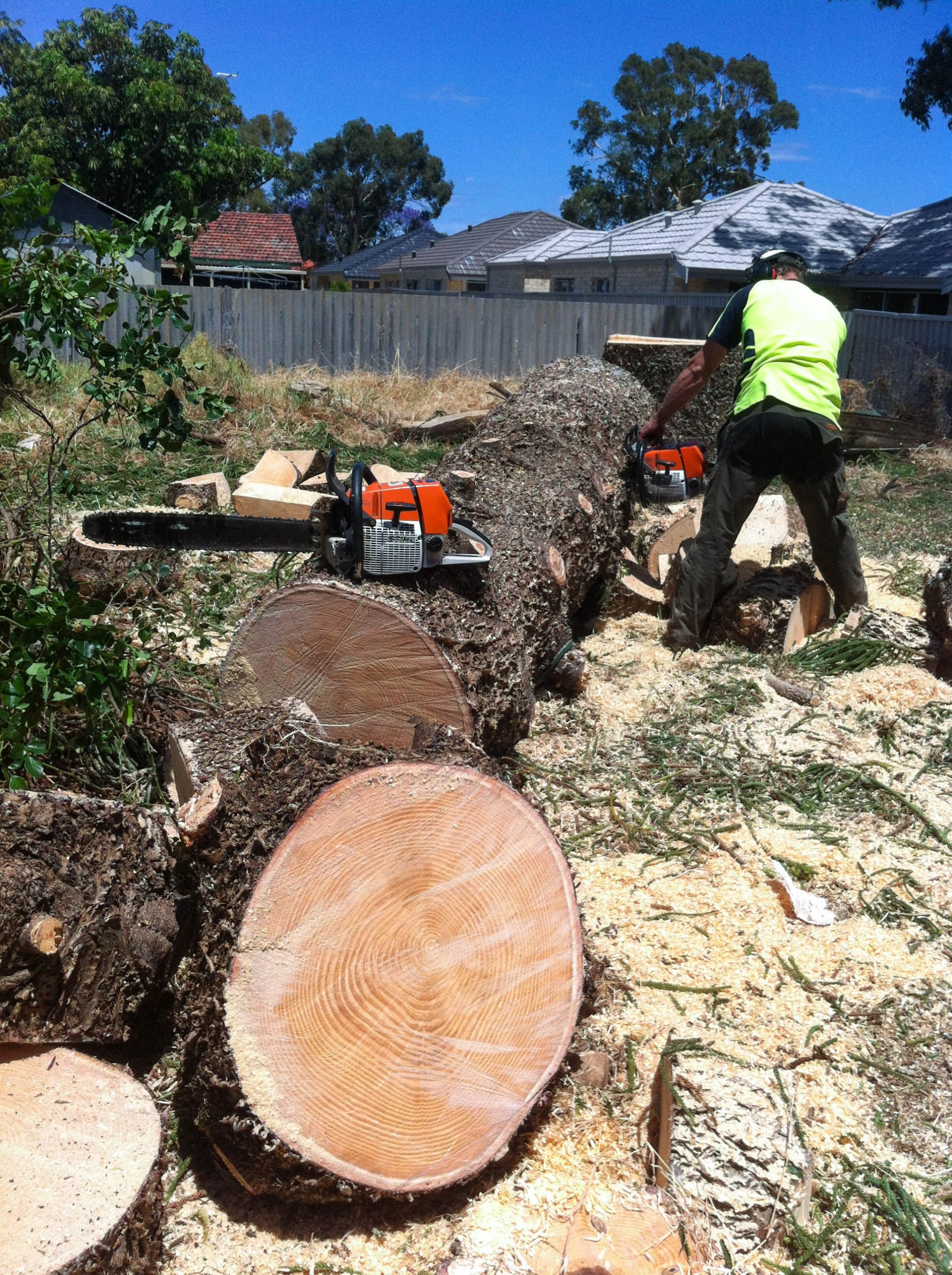 Trees of Eden | Tree Services in Perth, WA - Tree Pruning, Tree Removal ...