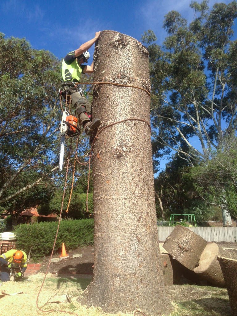 Trees of Eden | Tree Services in Perth, WA - Tree Pruning, Tree Removal ...