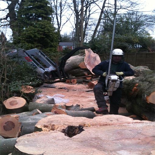 Local tree surgeon Leeds, Yorkshire: Oakwood Tree Services