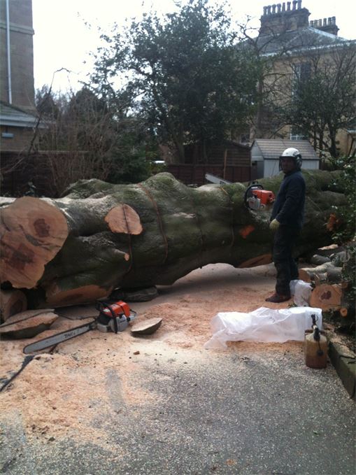 Local tree surgeon Leeds, Yorkshire: Oakwood Tree Services